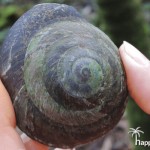 El Yunque Snail | Happy Holidays Guides