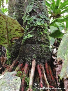 El Yunque National Forest, Puerto Rico: A Guided Photo Tour